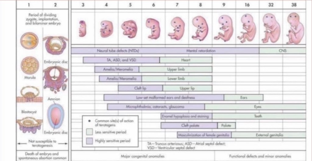 What Is Fetal Valproate Spectrum Disorder & Fetal Anti Convulsant ...
